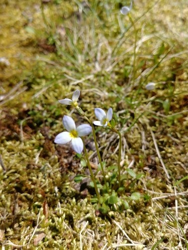 Azure Bluet Flower Meaning | Best Flower Site