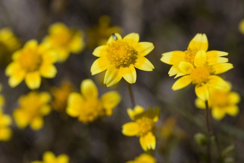 Baker's Goldfields (Lasthenia californica) Flower, Leaf, Care, Uses ...