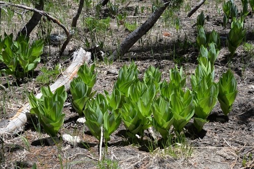 California false hellebore (Veratrum californicum) Flower, Leaf, Care ...