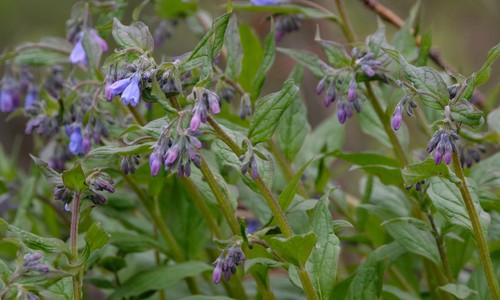 Mertensia paniculata - PictureThis