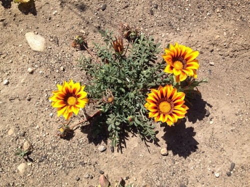 Treasure flower (Gazania linearis) Flower, Leaf, Care, Uses - PictureThis