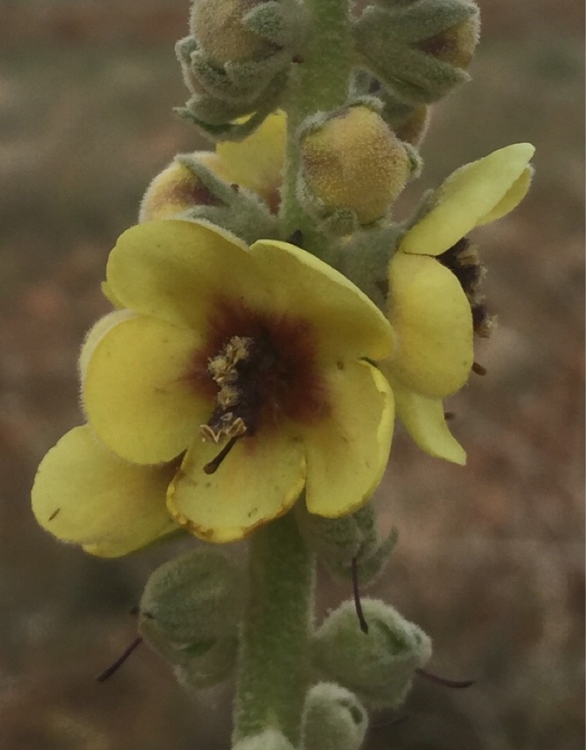 Verbascum boerhavii Flower, Leaf, Uses - PictureThis