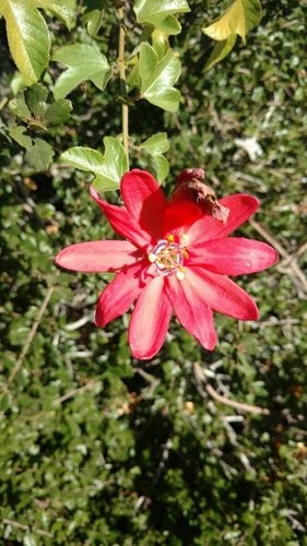 Red passionflower (Passiflora manicata) Flower, Leaf, Care, Uses ...