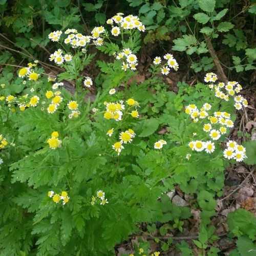 Hierba de Santa Maria (Tanacetum parthenium) - PictureThis