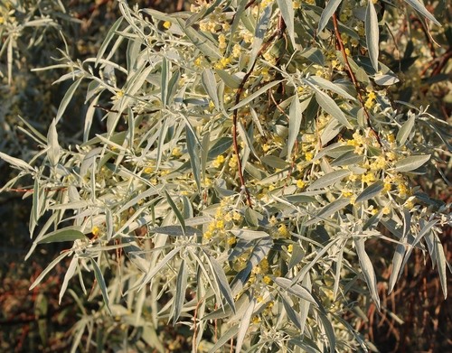 Russian olive (Elaeagnus angustifolia) Flower, Leaf, Care, Uses ...