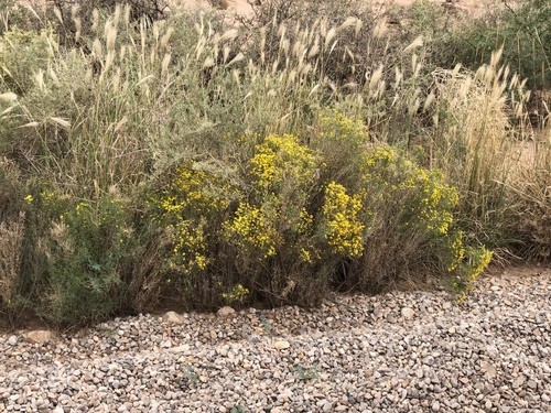 Broom snakeweed (Gutierrezia sarothrae) Flower, Leaf, Care, Uses ...