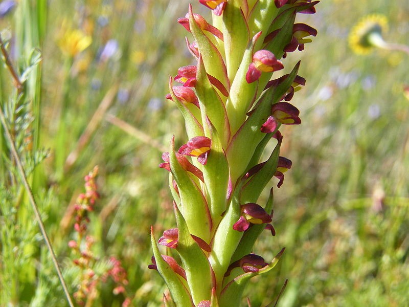 Disa bracteata - PictureThis