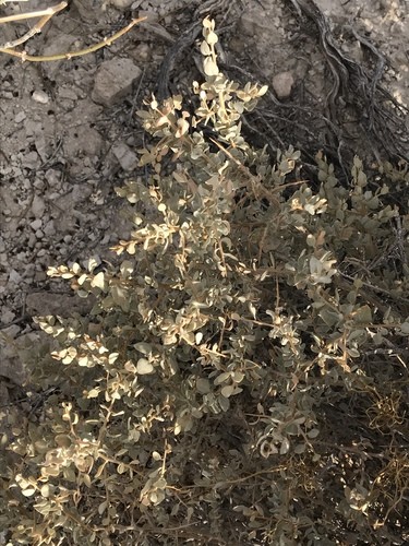 Shadscale saltbush Care (Watering, Fertilize, Pruning, Propagation ...