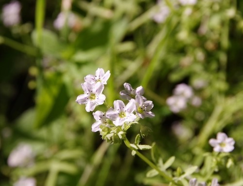White fiesta flower (Pholistoma membranaceum) Flower, Leaf, Care, Uses ...