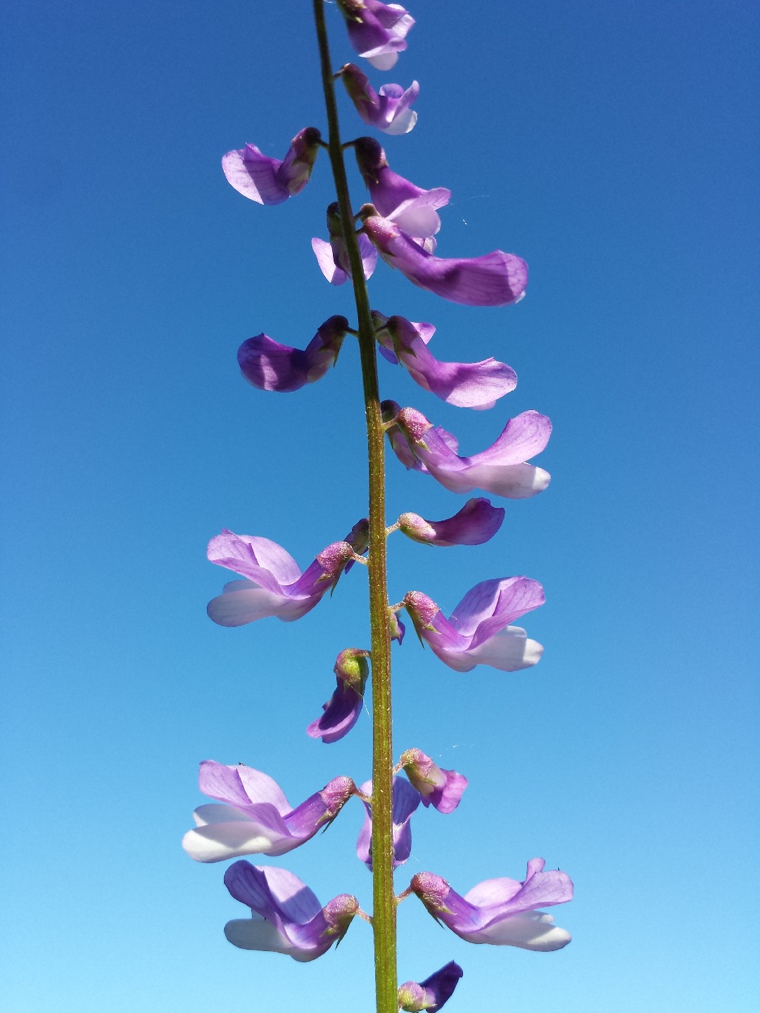 Vesce à feuilles ténues (Vicia tenuifolia) - PictureThis