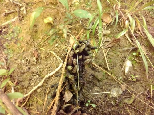 How to Plant and Grow American Cancer-Root(Conopholis americana)