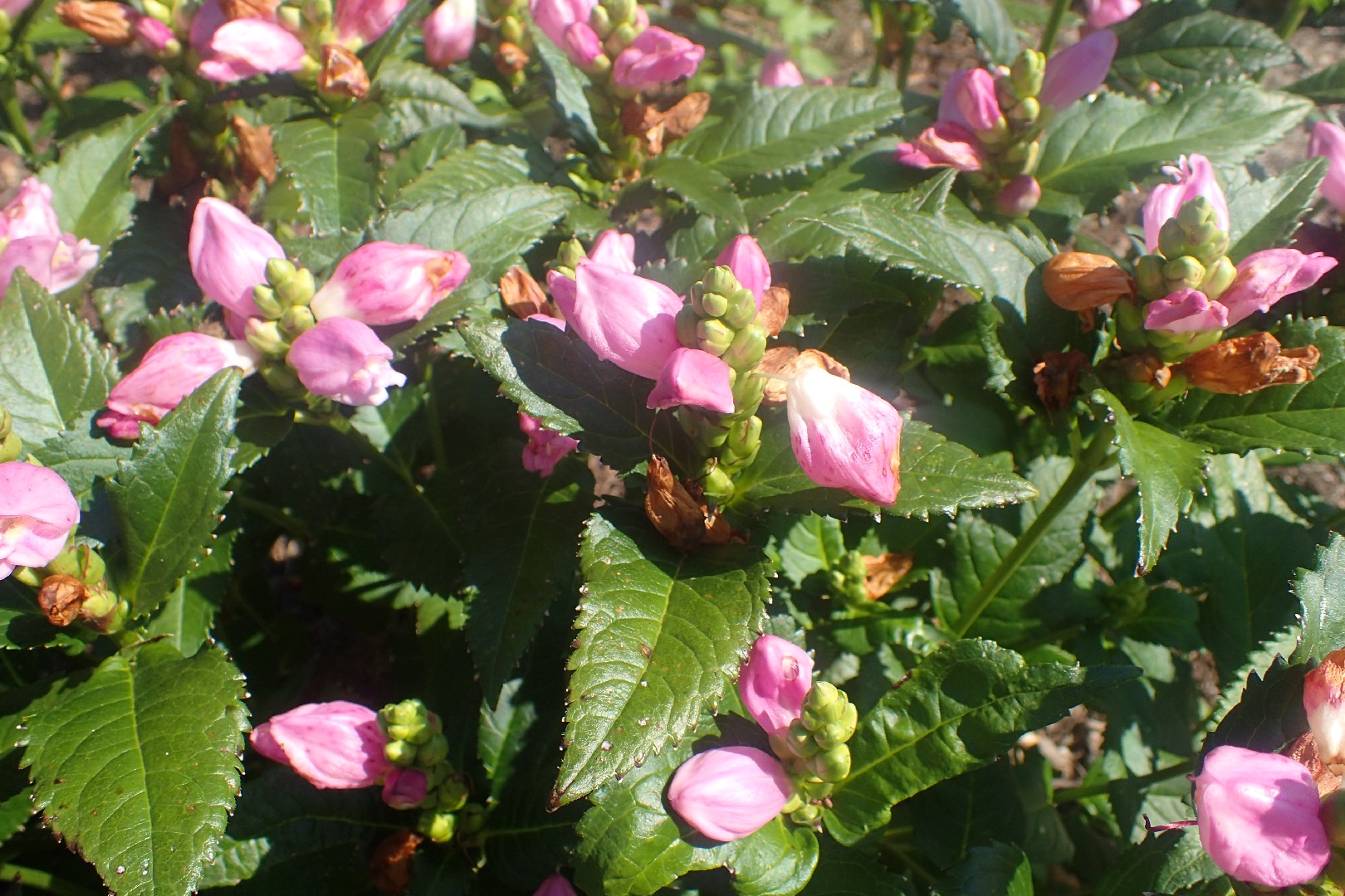 Cabeza de tortuga (Chelone obliqua) - PictureThis