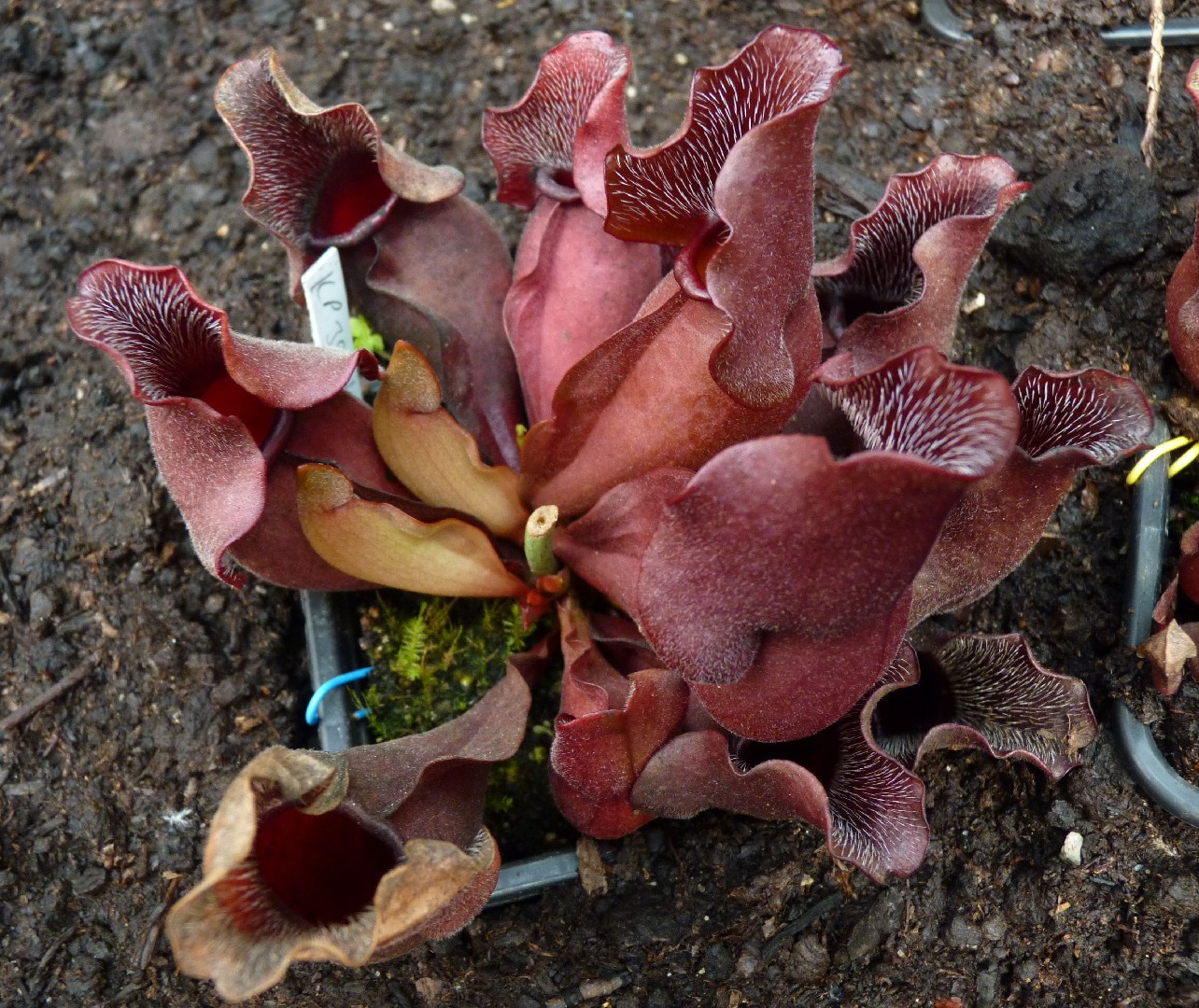 Pitcher-plant (Sarraceniaceae) Flower, Leaf, Care, Uses - PictureThis