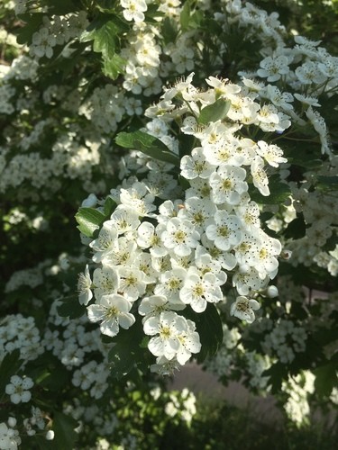 Common hawthorn (Crataegus monogyna) Flower, Leaf, Care, Uses - PictureThis