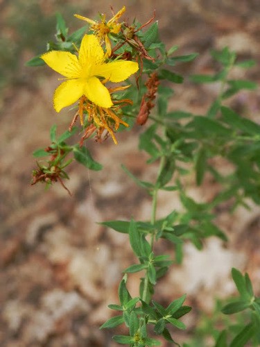 Hypericum concinnum - PictureThis