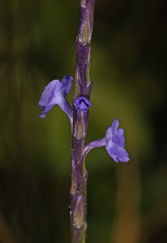 Blue porterweed (Stachytarpheta jamaicensis) Flower, Leaf, Care, Uses ...