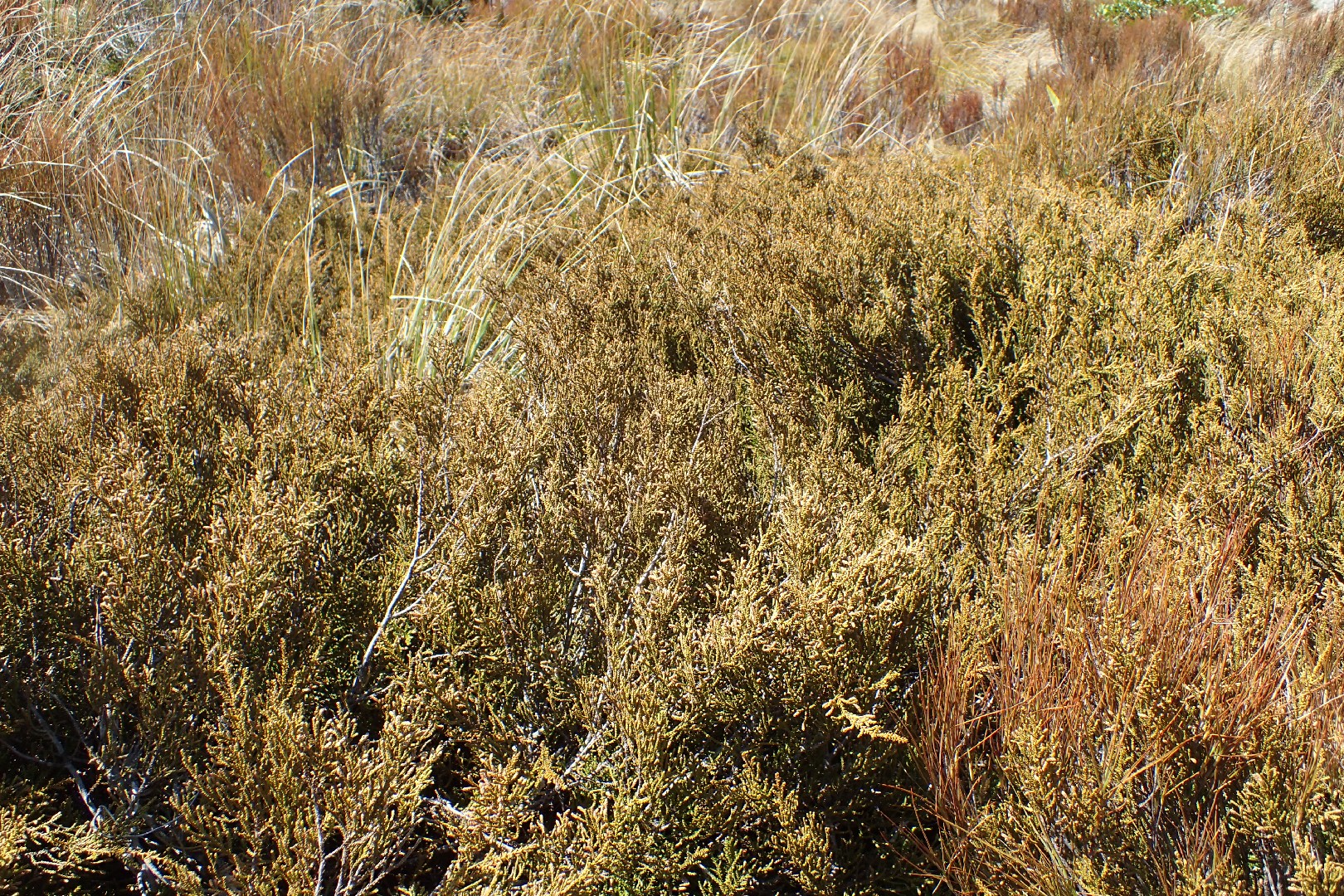 Lepidothamnus laxifolius - PictureThis