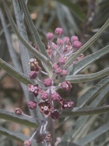 Lechosilla (Asclepias brachystephana) - PictureThis