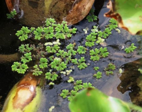 Azolla (Azolla filiculoides) - PictureThis