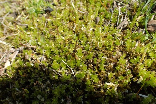 Plagiomnium cuspidatum - PictureThis