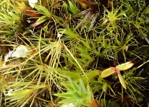 Campylopus clavatus Flower, Leaf, Care, Uses - PictureThis