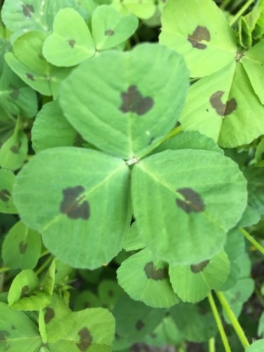 Spotted medick (Medicago arabica) Flower, Leaf, Care, Uses - PictureThis