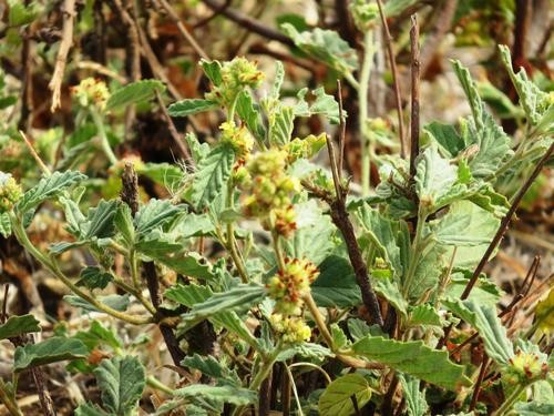 Basora prieta Cuidados (Plantando, Fertilizantes, Enfermedades ...
