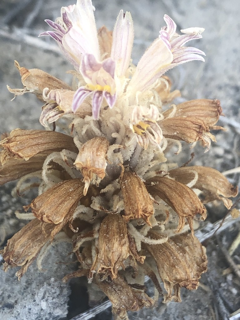 Broomrape (Orobanchaceae) Flower, Leaf, Care, Uses - PictureThis