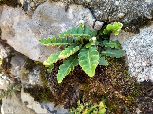 Скребница аптечная (Asplenium ceterach) - PictureThis