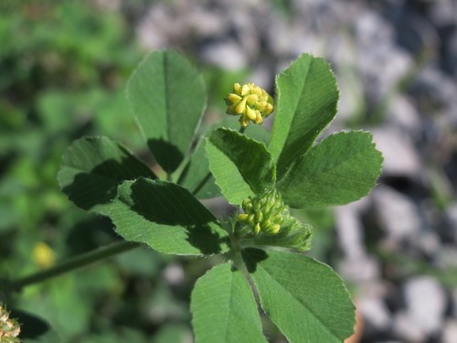 Black medick (Medicago lupulina) Flower, Leaf, Care, Uses - PictureThis