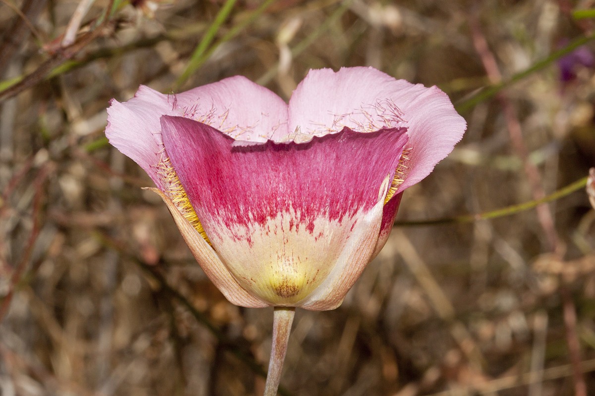 Plummer's mariposa lily (Calochortus plummerae) Flower, Leaf, Care ...