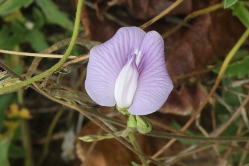 Centrosema - PictureThis