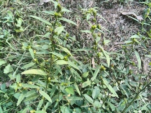 Common Wireweed (Sida acuta) Flower, Leaf, Care, Uses - PictureThis