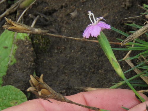 Dianthus Care (Watering, Fertilize, Pruning, Propagation) - PictureThis