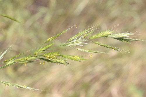 California brome (Bromus carinatus) Flower, Leaf, Care, Uses - PictureThis