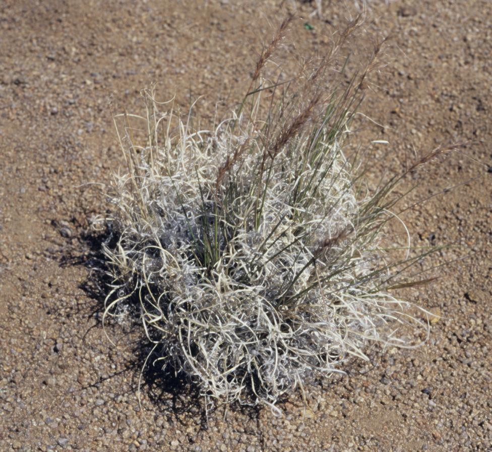 Triguillo desértico (Elymus elymoides) - PictureThis