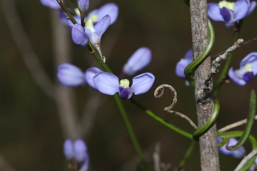 Comesperma volubile 照顧，種植，繁殖，開花時間 - PictureThis