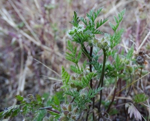 Bardanilla (Torilis nodosa) - PictureThis