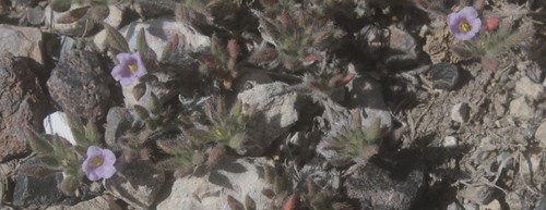 Tiquilia Flower, Leaf, Care, Uses - PictureThis