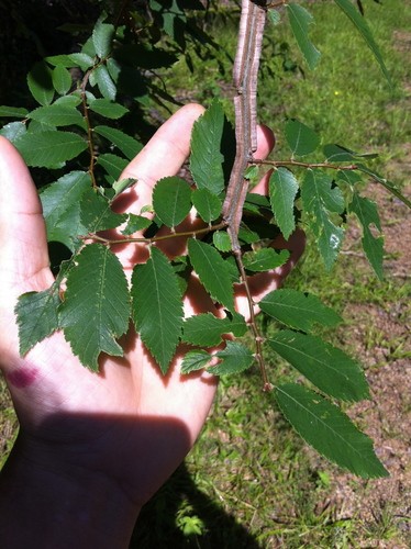 Ulmus alata - PictureThis