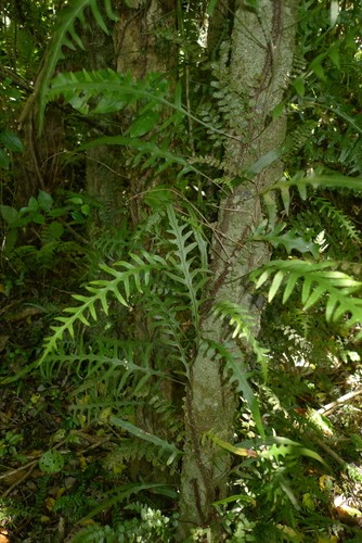 Phymatosorus scandens - PictureThis