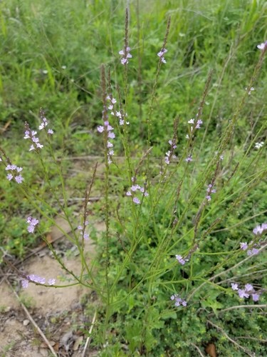 How to Plant and Grow Texas vervain(Verbena halei)