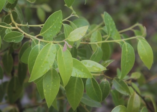 Licaria Care (Watering, Fertilize, Pruning, Propagation) - PictureThis