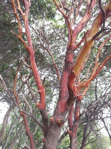 Pacific madrone (Arbutus menziesii) Flower, Leaf, Care, Uses - PictureThis