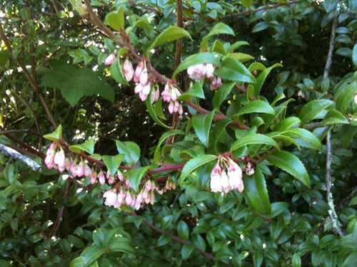 How to Plant and Grow Evergreen huckleberry(Vaccinium ovatum)