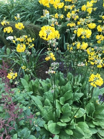 Primula helodoxa - PictureThis