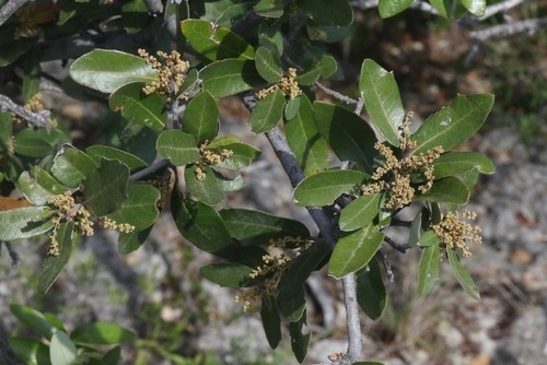 Roble fusiforme de Tejas (Quercus fusiformis) - PictureThis