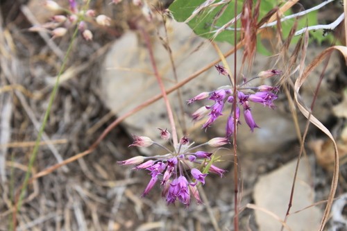Tapertip onion (Allium acuminatum) Flower, Leaf, Care, Uses - PictureThis