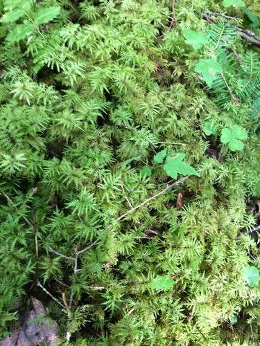 Mountain fern moss (Hylocomium splendens) Flower, Leaf, Care, Uses ...