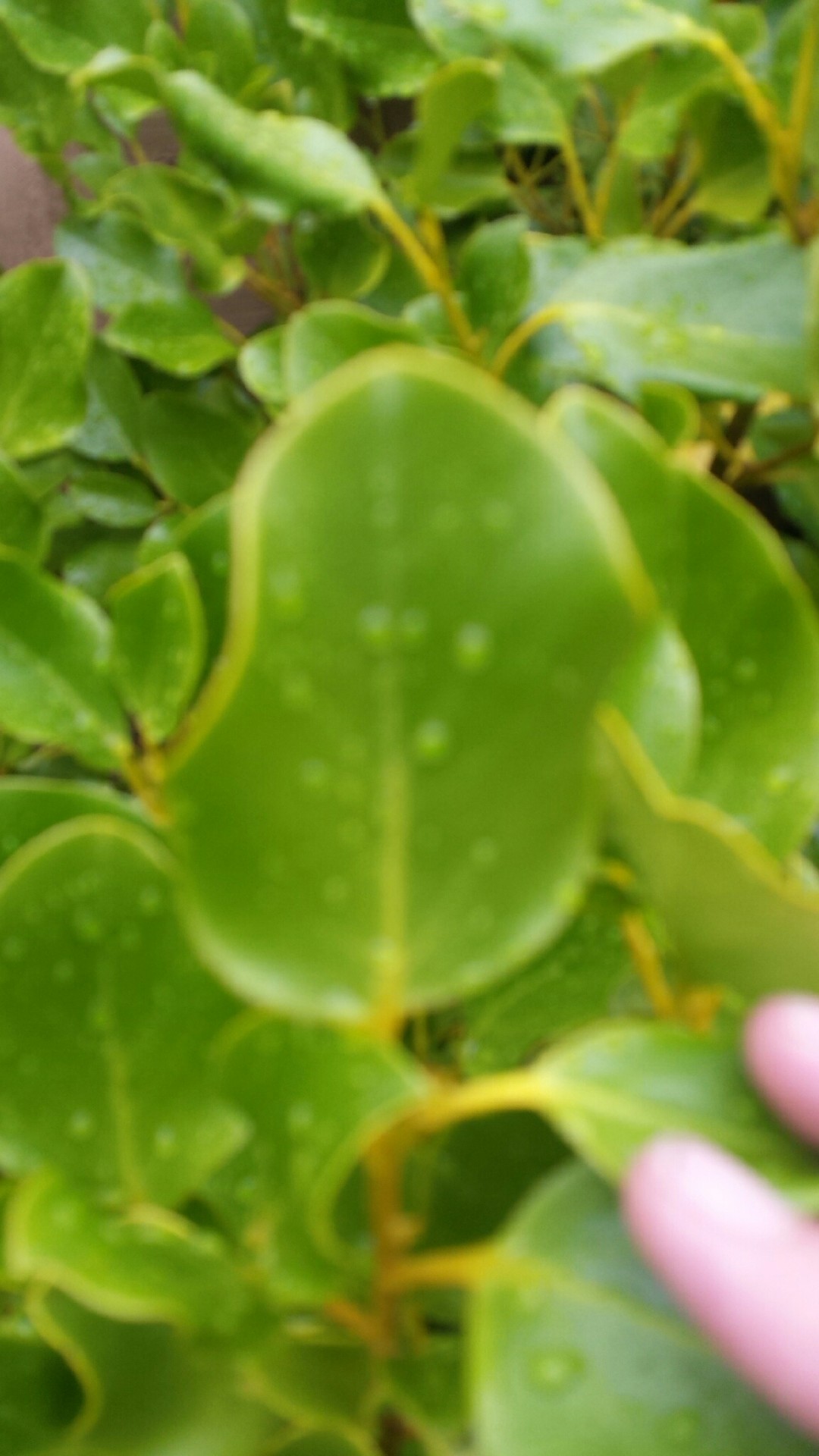 Kapuka (Griselinia littoralis) - PictureThis